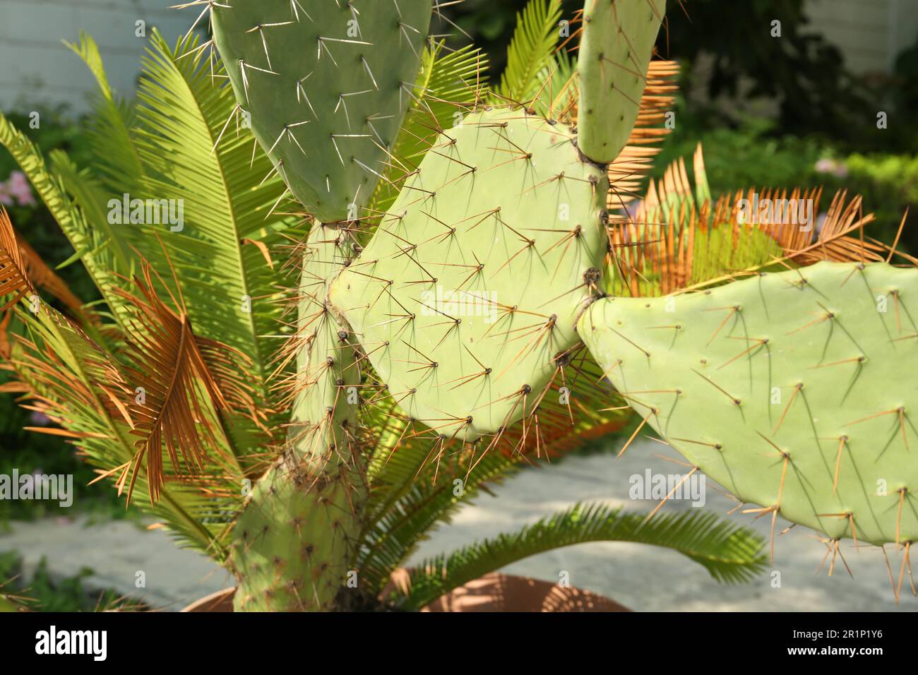 Beautiful Opuntia cactus with big spines growing outdoors, closeup ...
