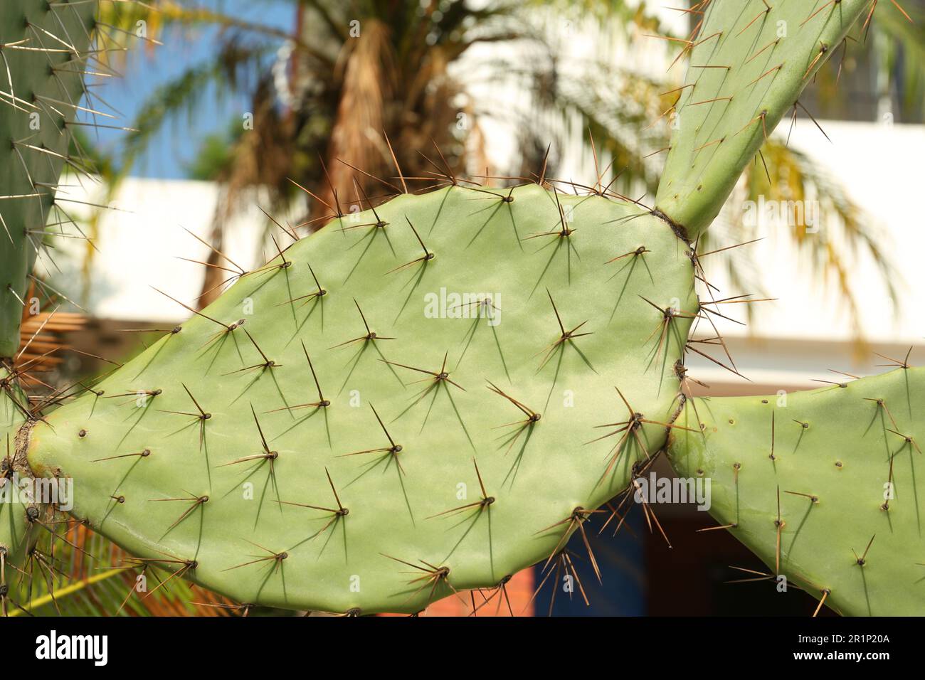 Beautiful Opuntia cactus with big spines growing outdoors, closeup ...