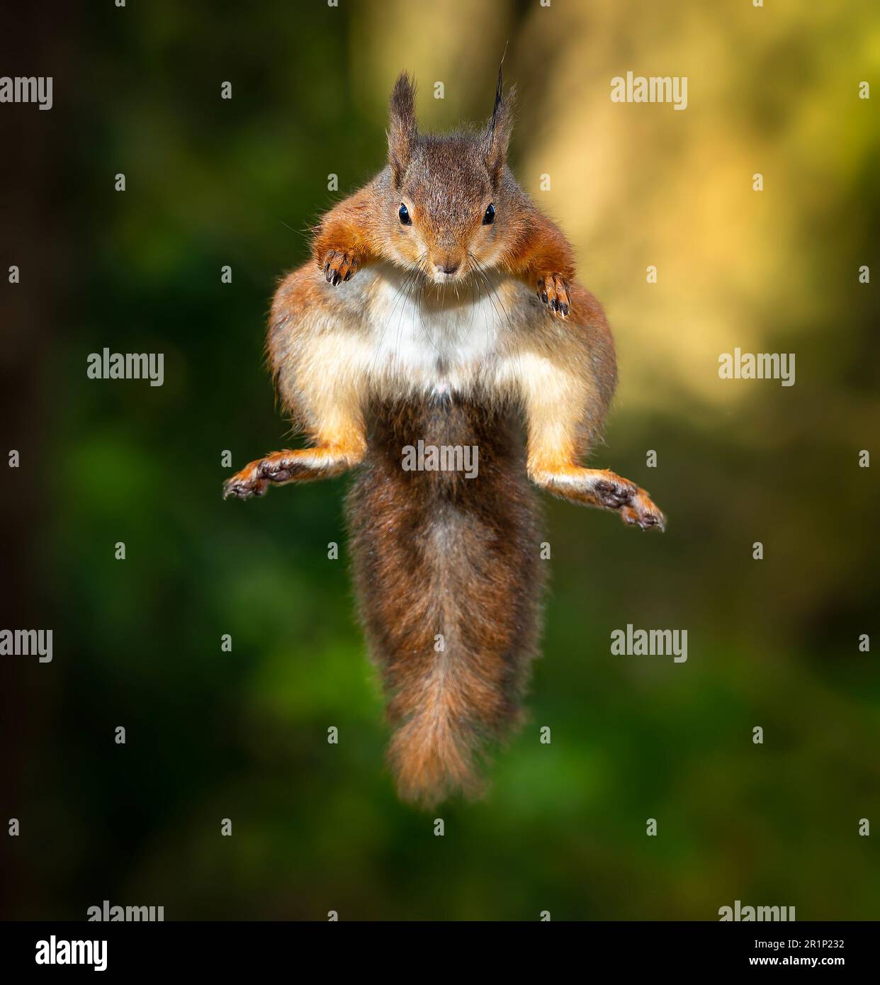 STUNNING images of a red squirrel performing some serious James Bond ...