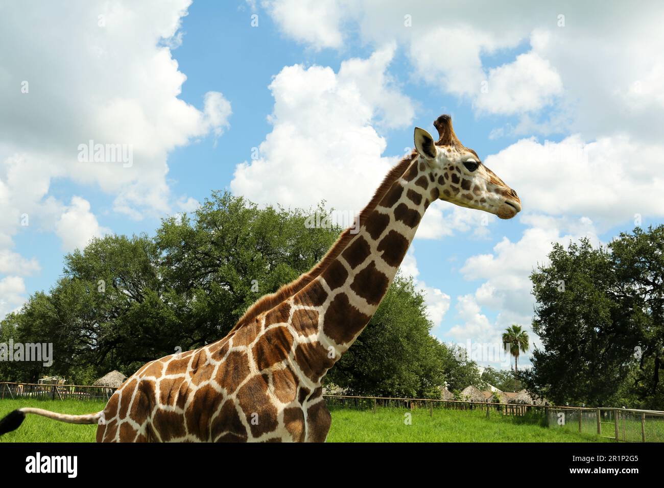 Beautiful spotted African giraffe in safari park Stock Photo - Alamy