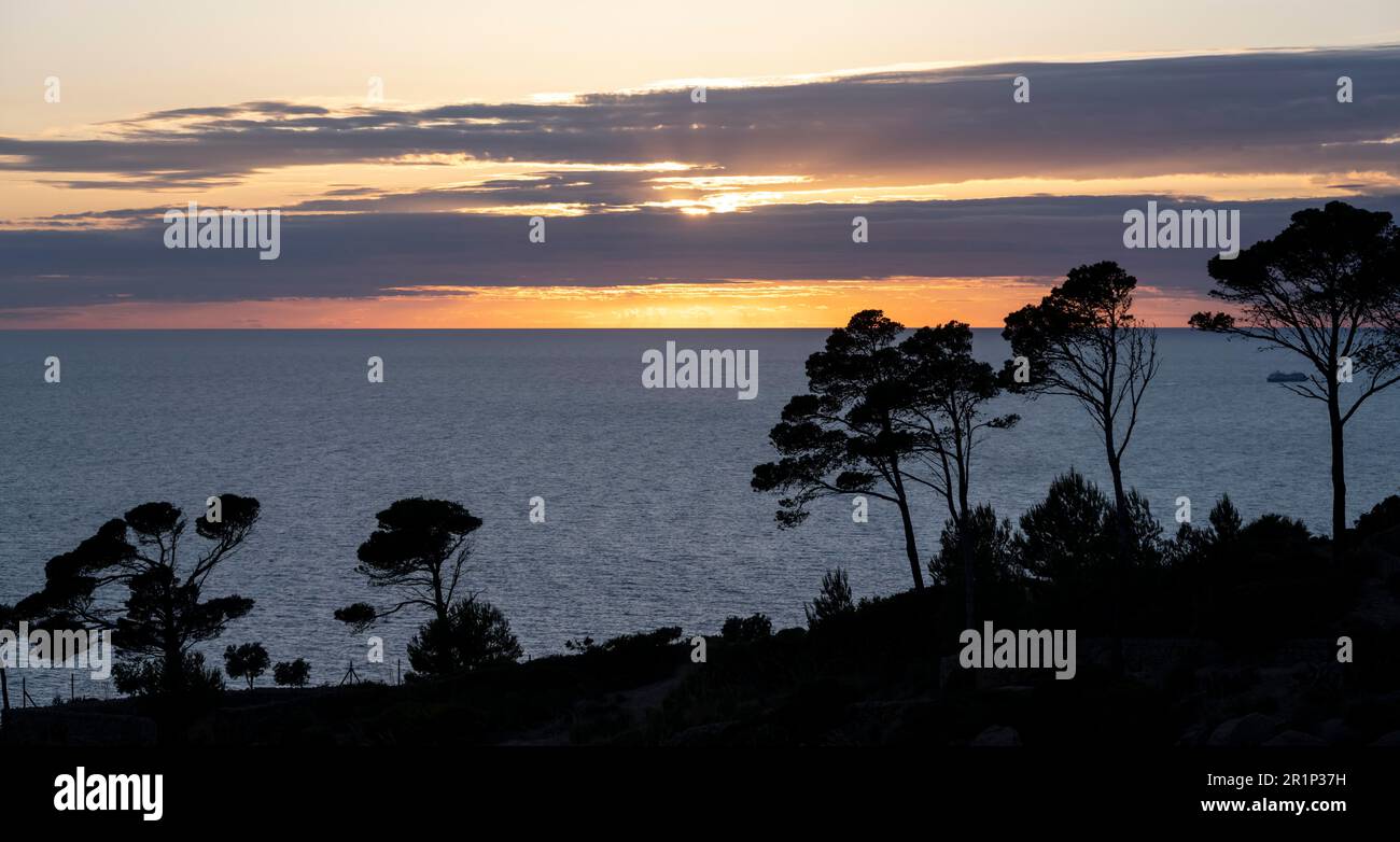 Trees in front of coast with sea, evening mood, Majorca, Spain Stock ...