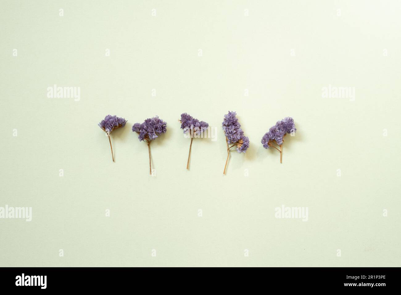 Purple dry statice flower isolated on mint background. flat lay, top ...