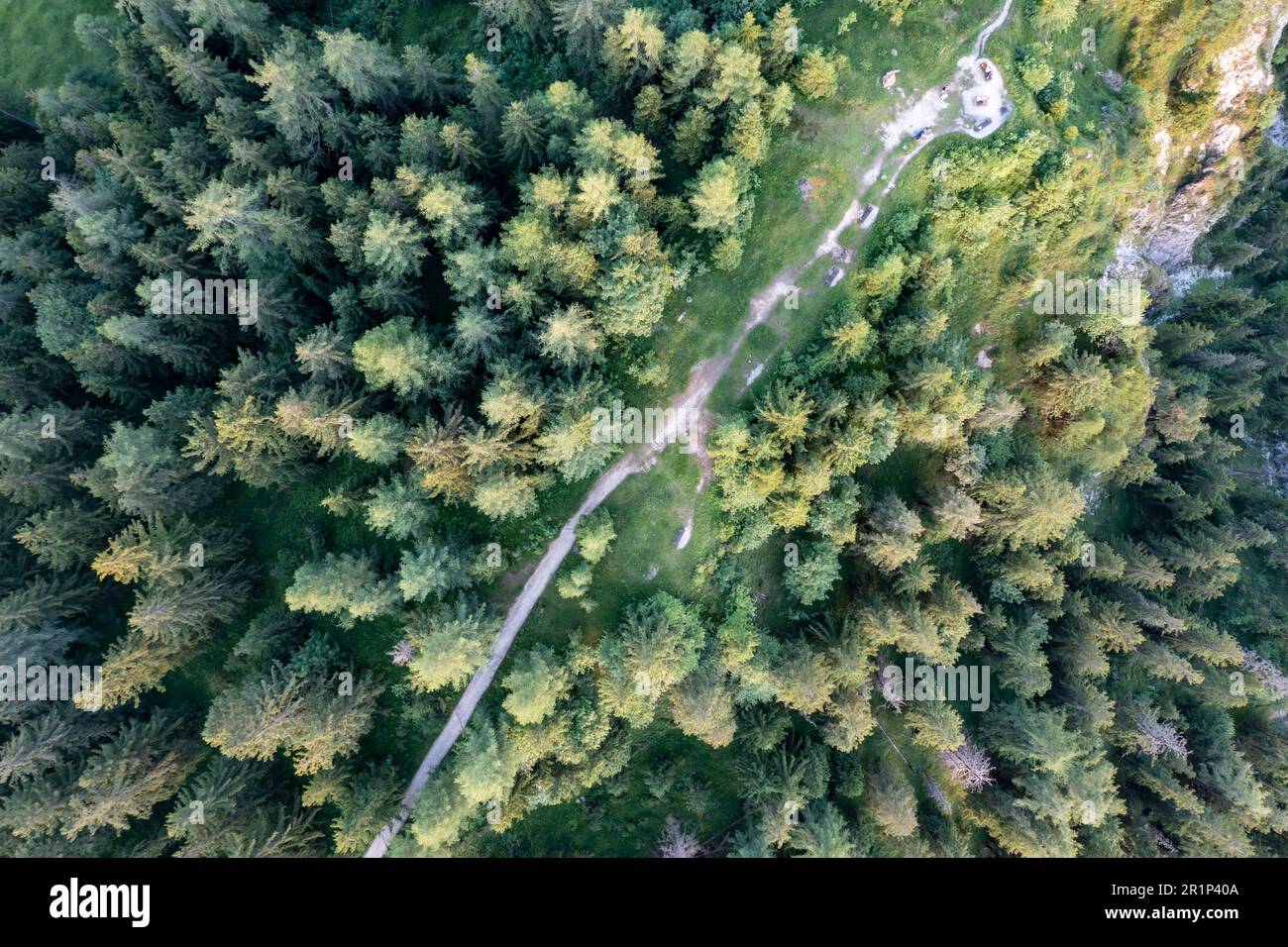 Aerial view, view from above of coniferous forest, Austria Stock Photo - Alamy