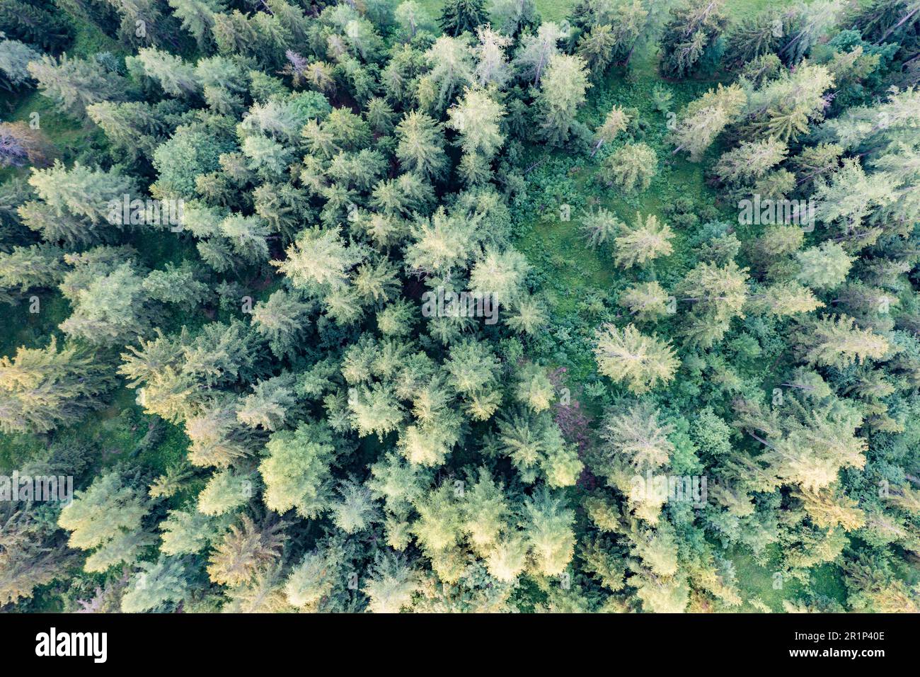Coniferous forest aerial view hi-res stock photography and images - Alamy