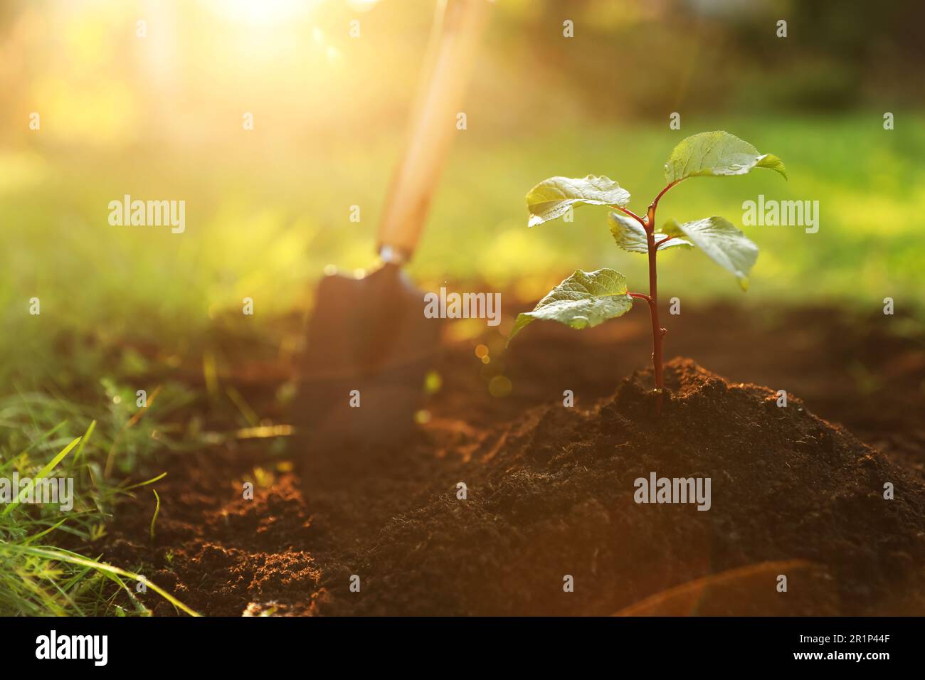 Seedling growing in fresh soil on sunny day outdoors. Planting tree ...