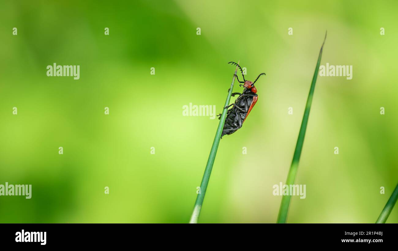 beautiful red bug balancing on the tip of a blade of grass while ...