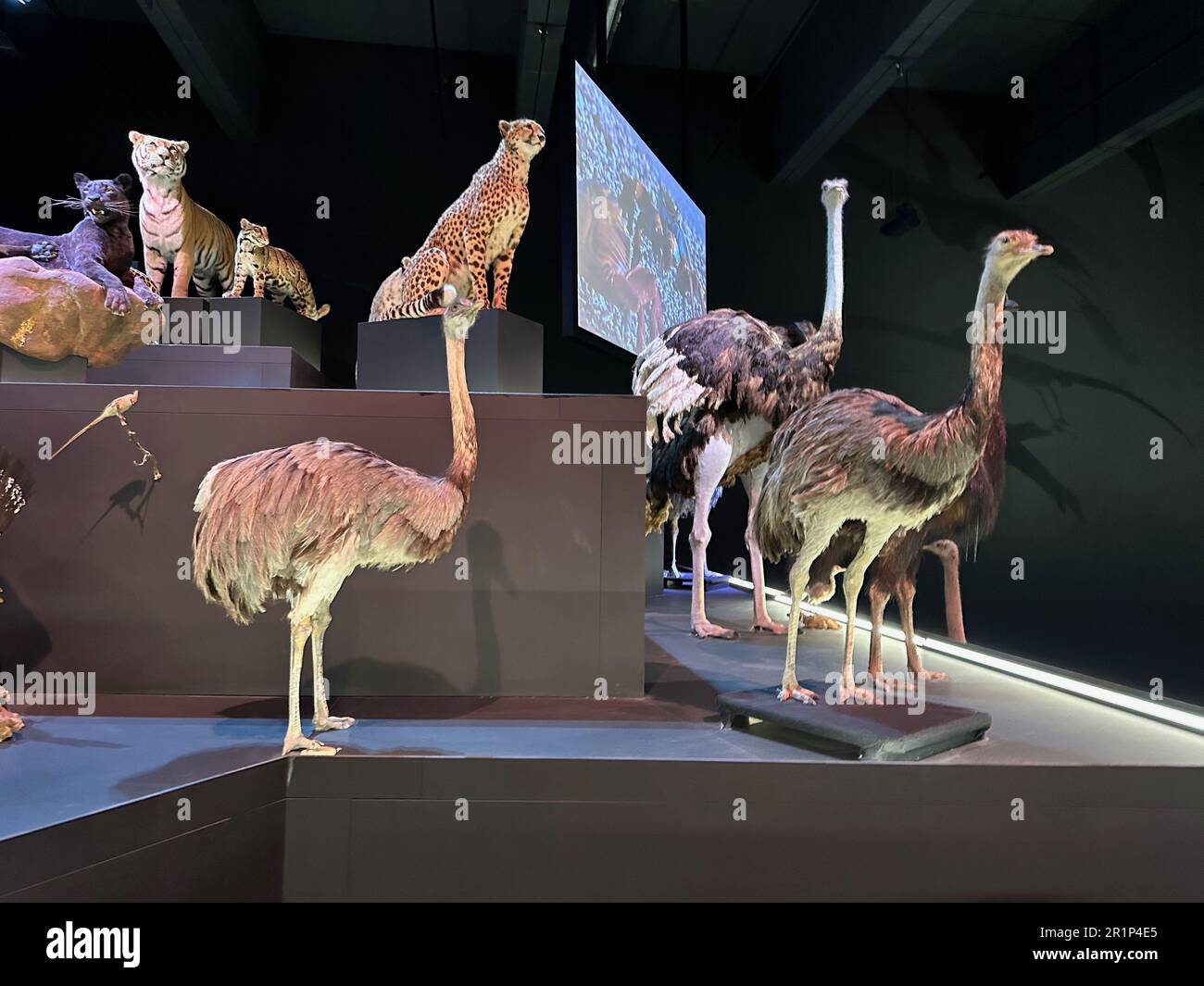 Leiden, Netherlands - November 19, 2022: Museum exhibition with ...