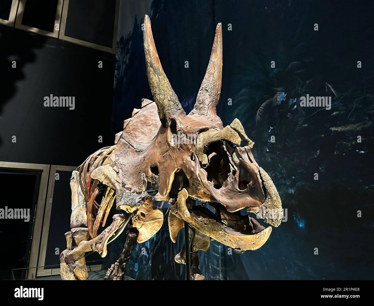 Leiden, Netherlands - November 19, 2022: Life size skeleton of ...