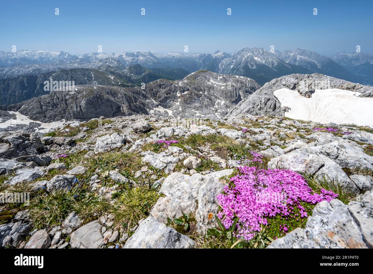Spring in the mountains, purple blooming phlox flowers, mountain ...