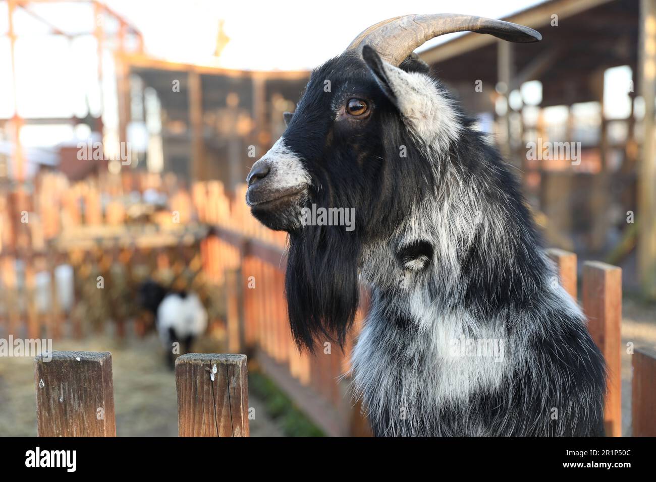 Cute goat inside of paddock in zoo Stock Photo - Alamy