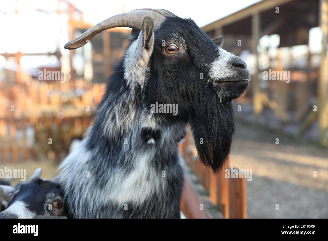 Cute goat inside of paddock in zoo Stock Photo - Alamy