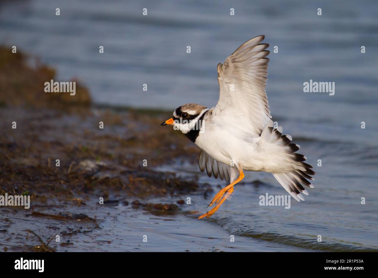 Ringed Plover (Charadrius hiaticula), flying, Texel, Netherlands Stock ...