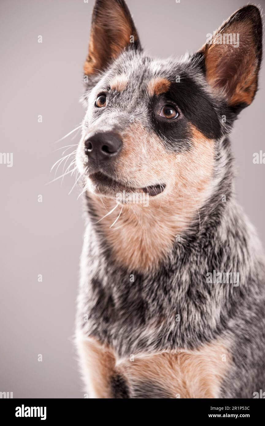 Portrait Australian Cattledog Stock Photo - Alamy Portrait Australian Cattledog Stock Photo - Alamy