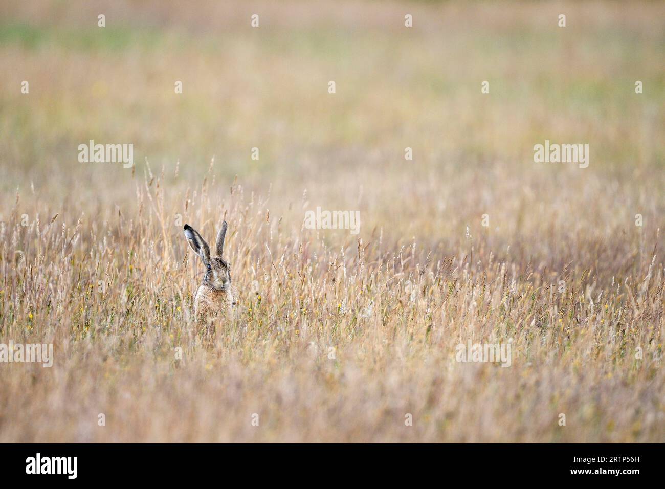 European brown hare (Lepus capensis), alert, in a meadow, Texel Island ...