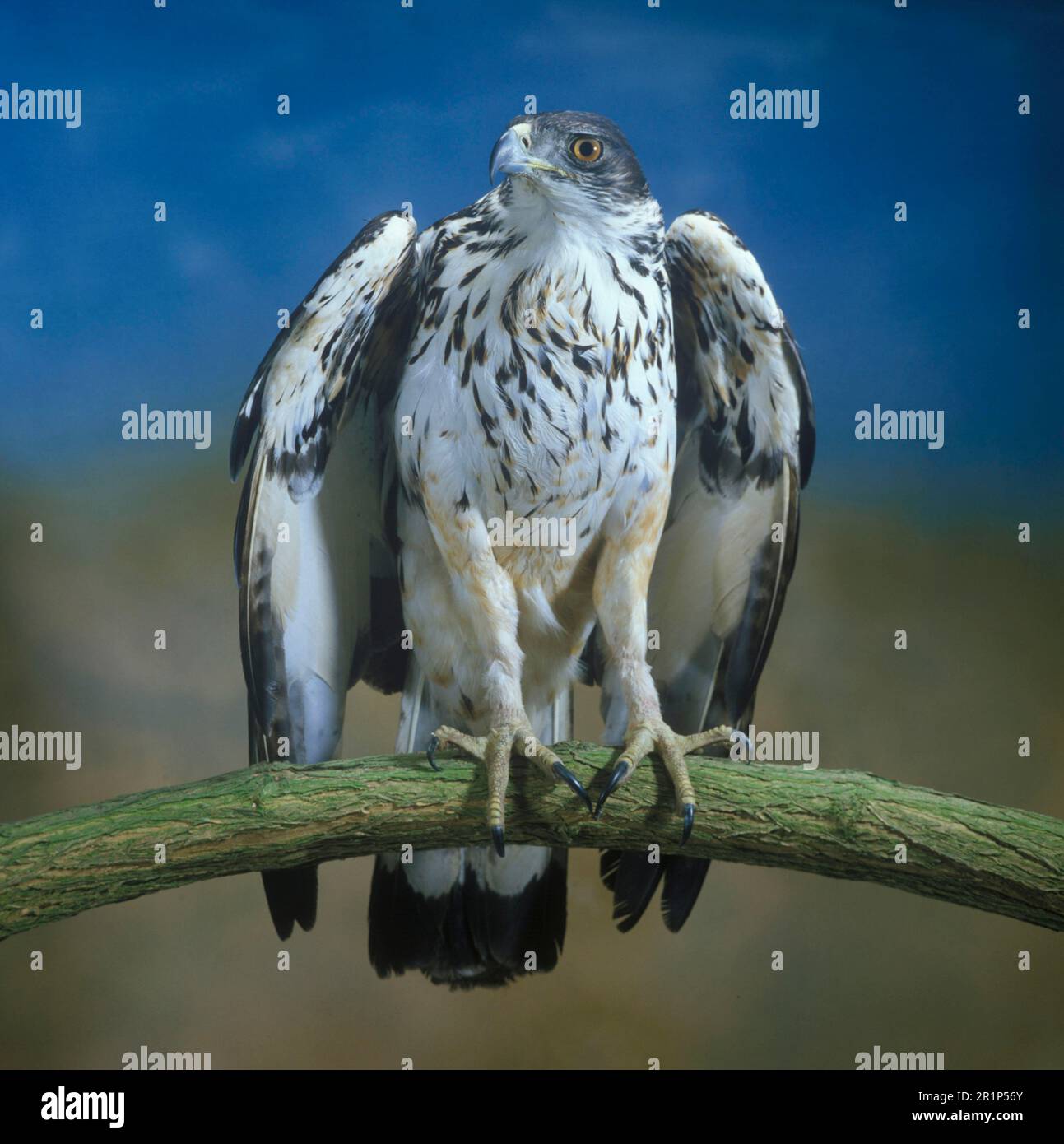 African hawk eagle hieraaetus spilogaster adult hi-res stock ...