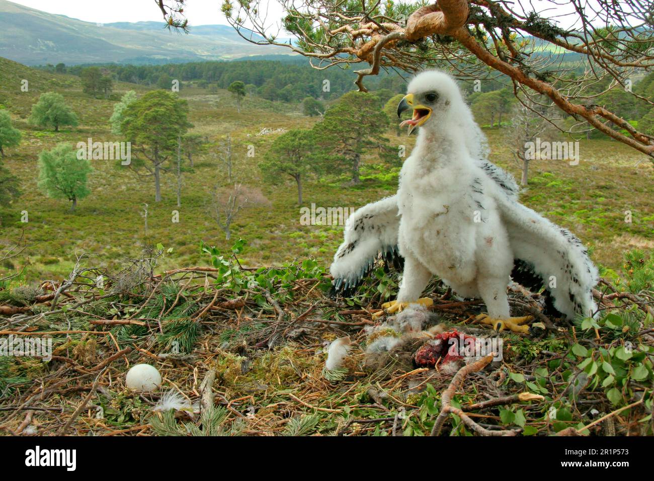 Golden eagle (Aquila chrysaetos) four-week-old chick and unhatched egg ...