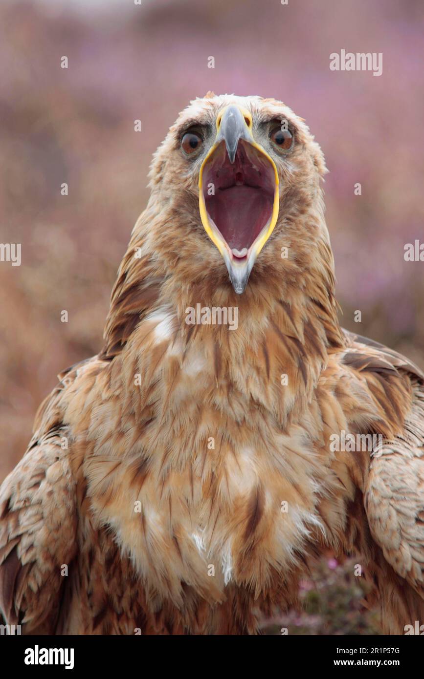 Golden eagle (Aquila chrysaetos) x steppe eagle (Aquila nipalensis ...
