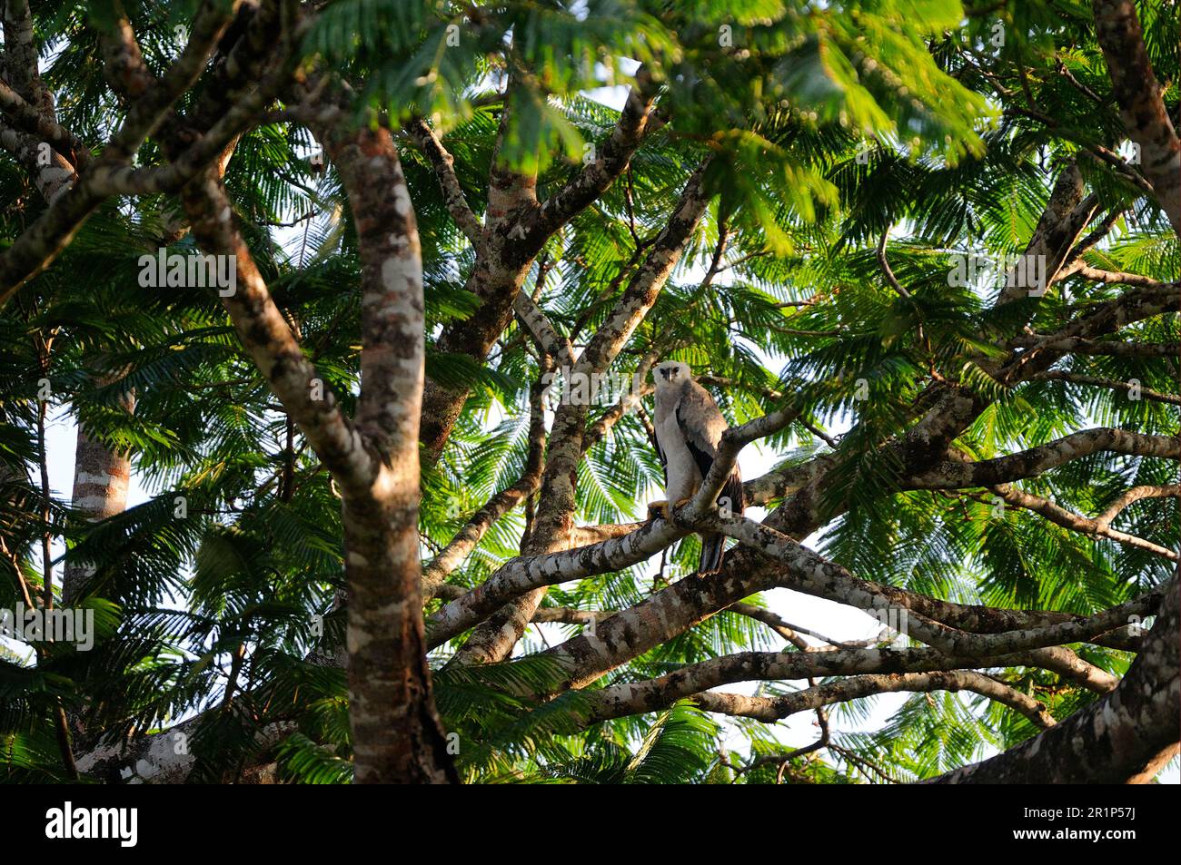 Young american harpy eagle (Harpia harpyja), sitting on a branch high ...