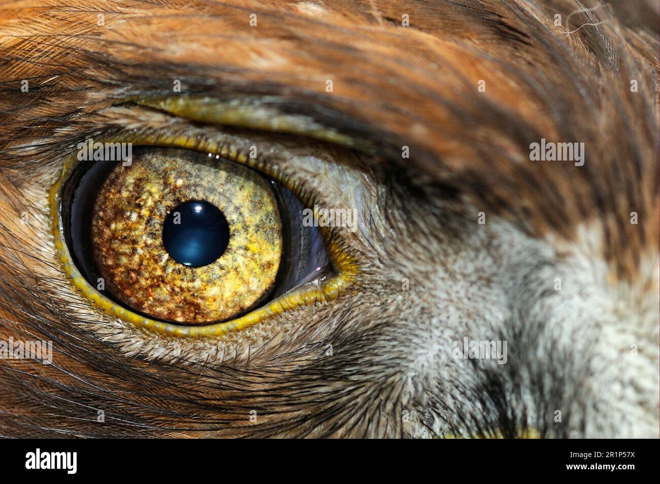 Golden eagle (Aquila chrysaetos) adult, close-up of eye, Scotland, in ...