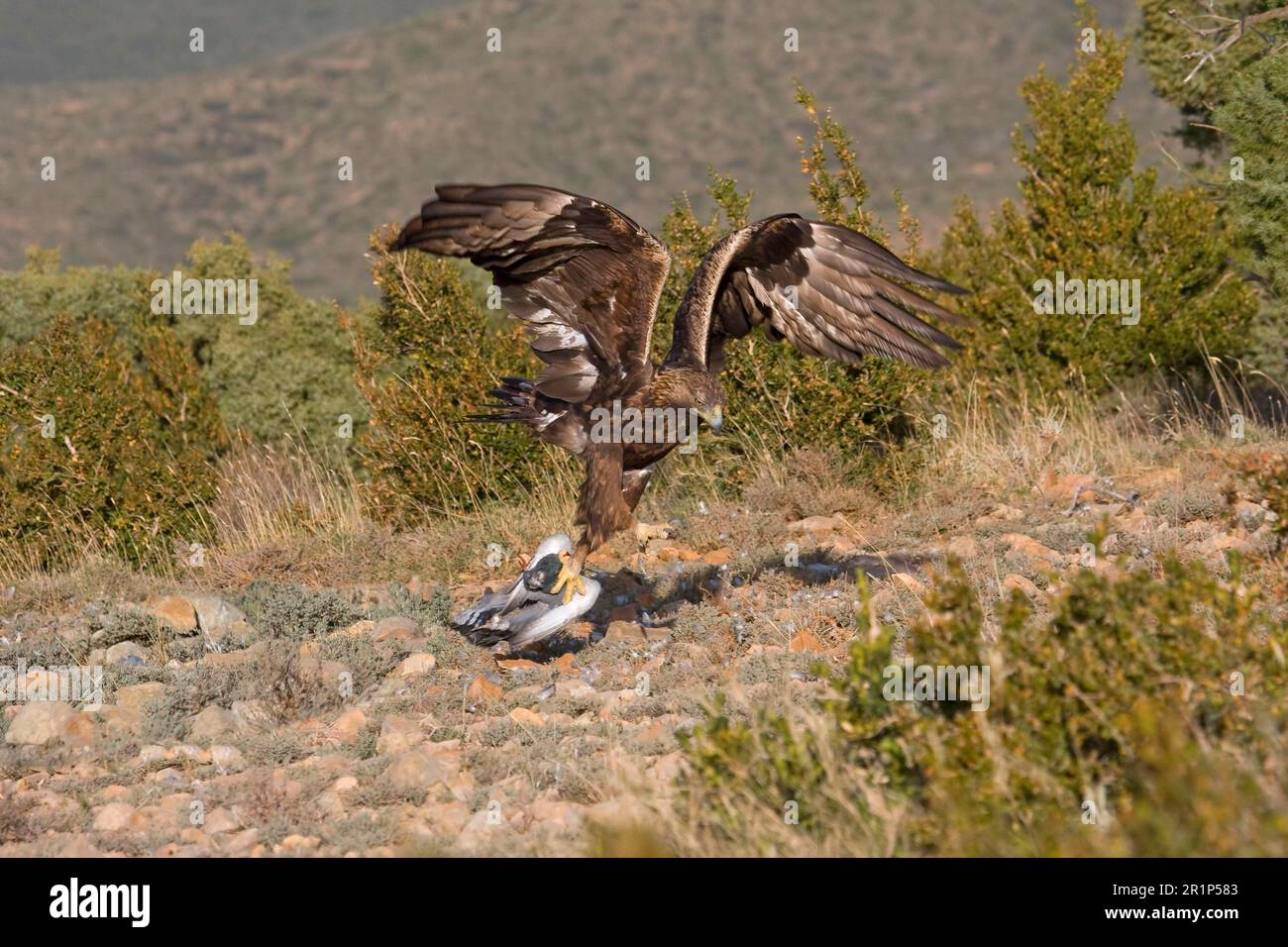 Golden Eagle (Aquila chrysaetos homeryi) adult, in flight, taking off ...