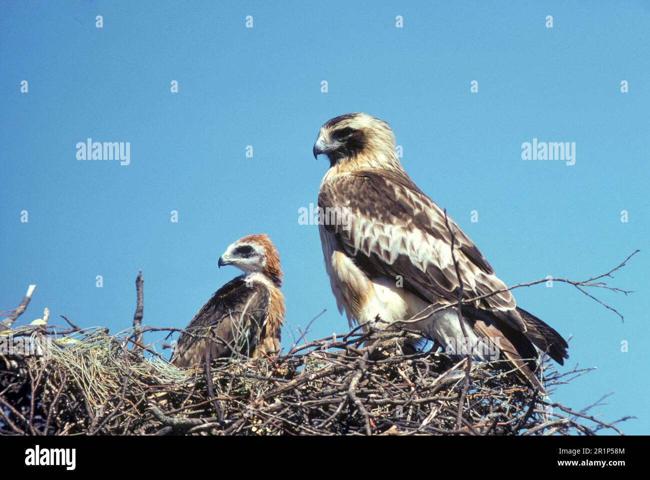 Little Eagle (Hieraaetus morphnoides) at nest with chick Little Eagle at nest with chick Stock ...