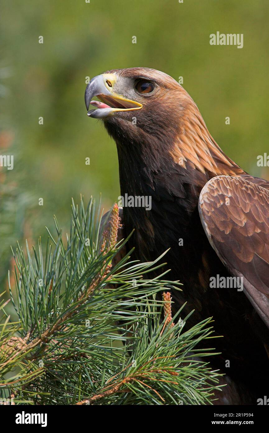 Golden eagle (Aquila chrysaetos) Close-up of an adult, open beak ...