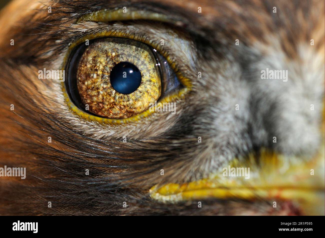Golden eagle (Aquila chrysaetos) adult, close-up of eye, Scotland, in ...