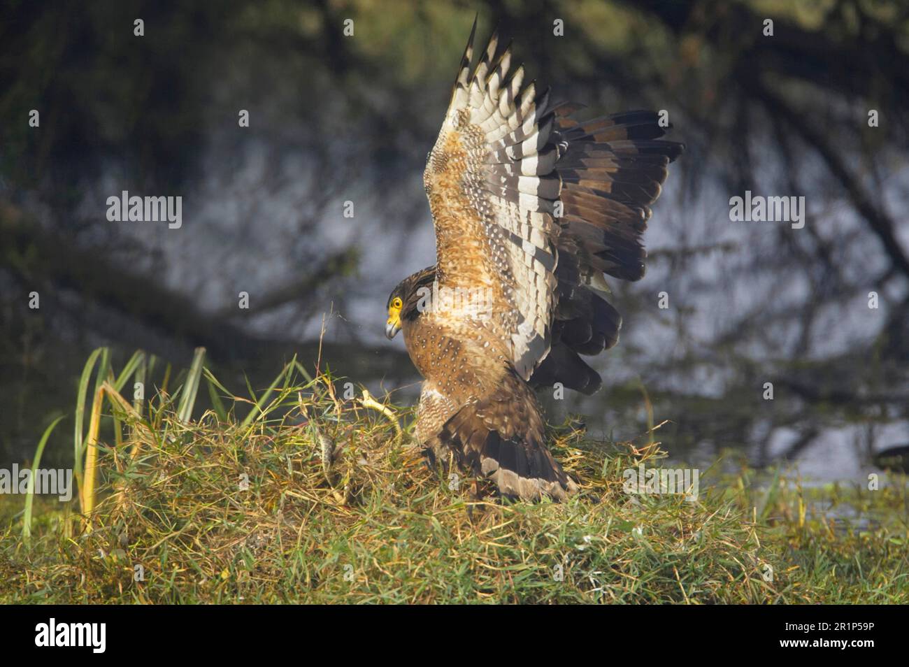 Crested serpent eagle (Spilornis cheela) adult, feeding, killing snake ...