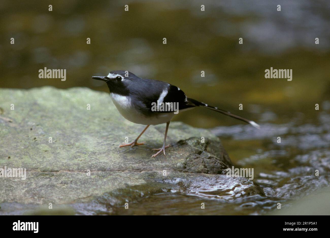Scissor-tail, Songbirds, Animals, Birds, Slaty-backed Forktail ...