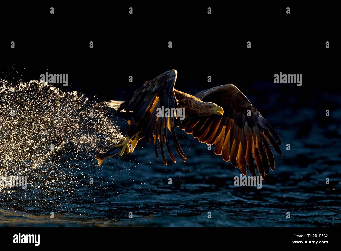 White-tailed Eagle (Haliaeetus albicilla) adult, in flight, with fish ...