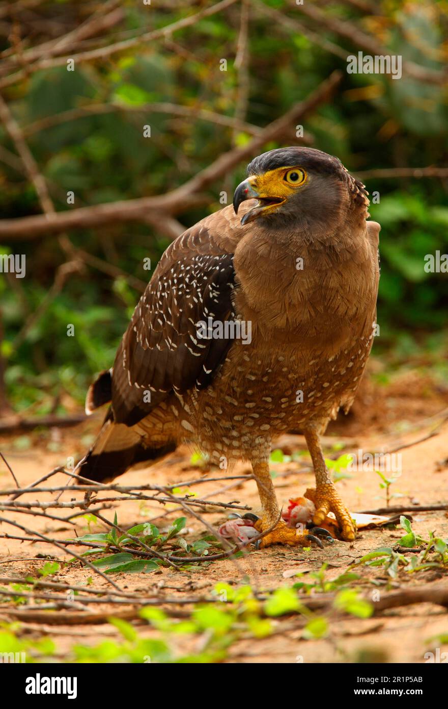 Crested serpent eagle (Spilornis cheela spilogaster) endemic breed ...