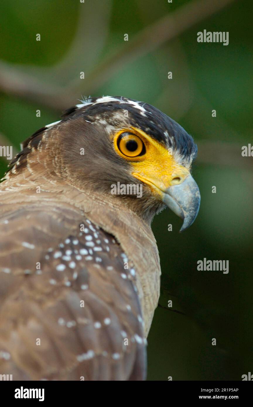 Khao sok n hi-res stock photography and images - Alamy