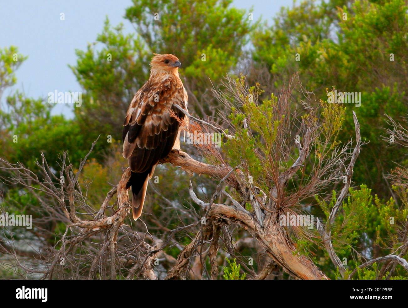 Little little eagle (Hieraaetus morphnoides) light phase, perch, South ...