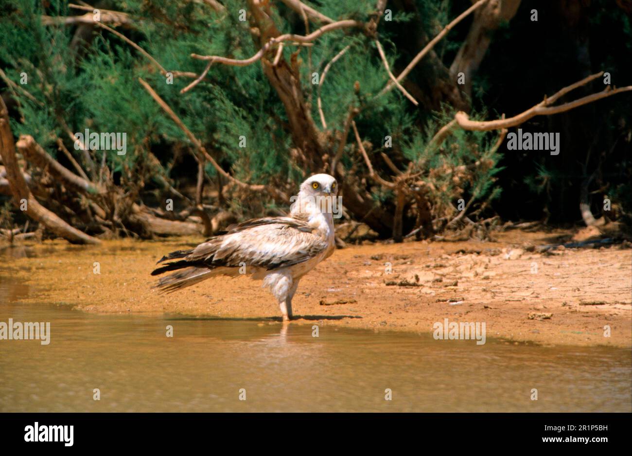 Short-toed snake eagle (Circaetus gallicus), Eagle, Birds of prey ...