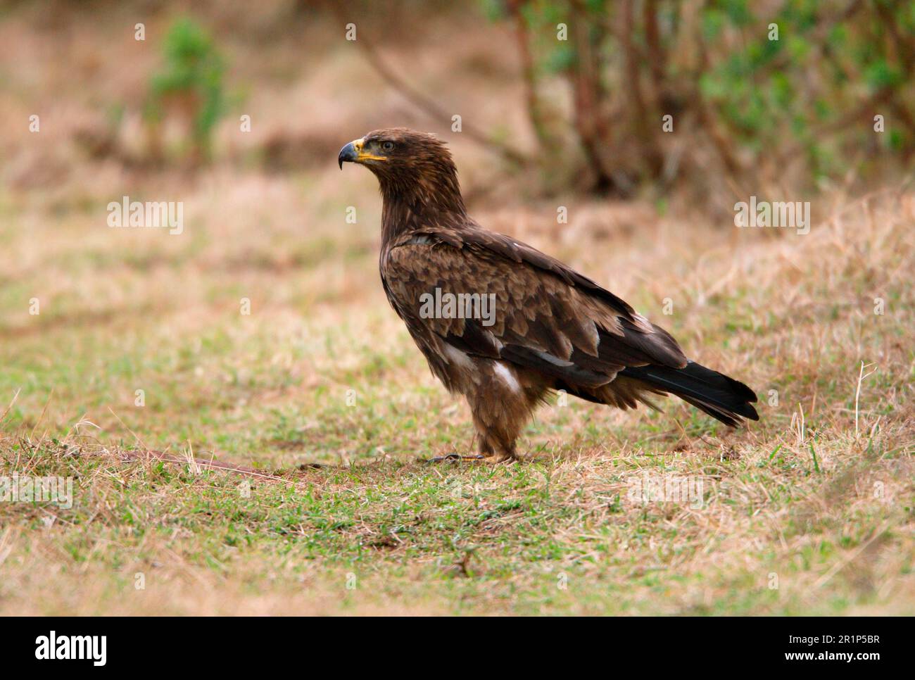 African tawny eagle (Aquila rapax) adult, dark phase, standing on the ground, Bale Mountains N ...