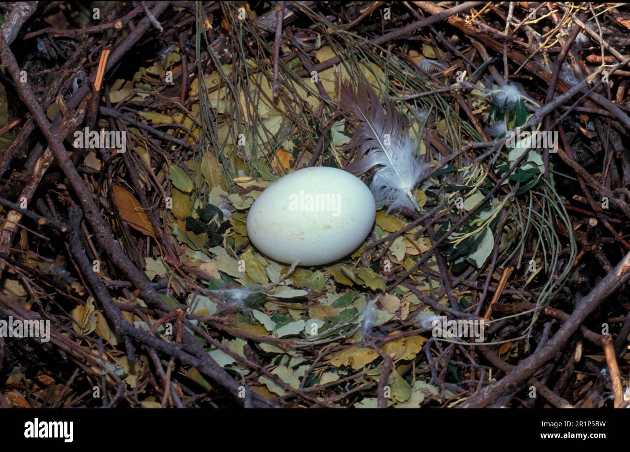 Harpy Eagle Eggs