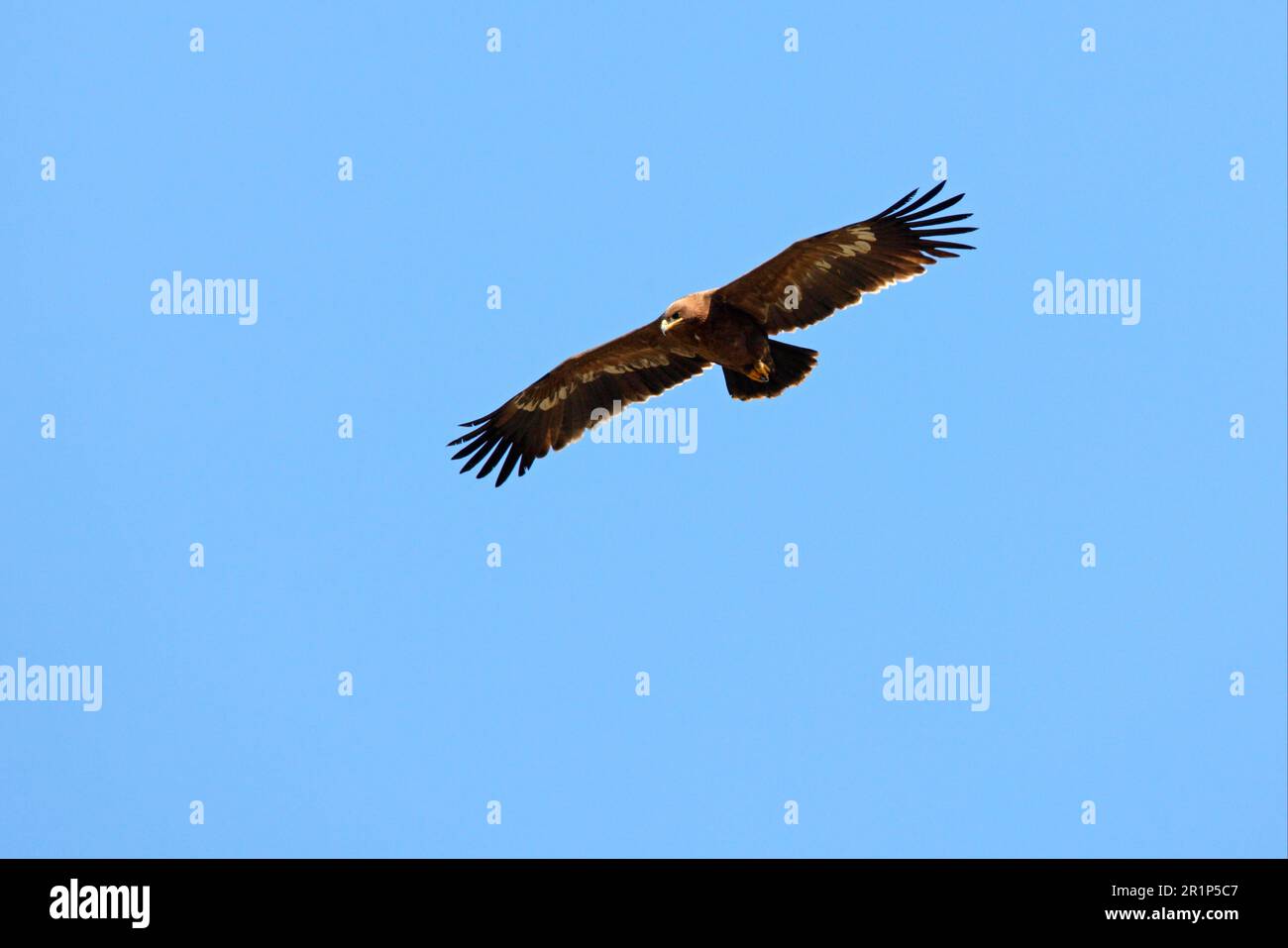 Nipalensis, steppe eagle (Aquila tawny eagle (Aquila rapax), eagle ...