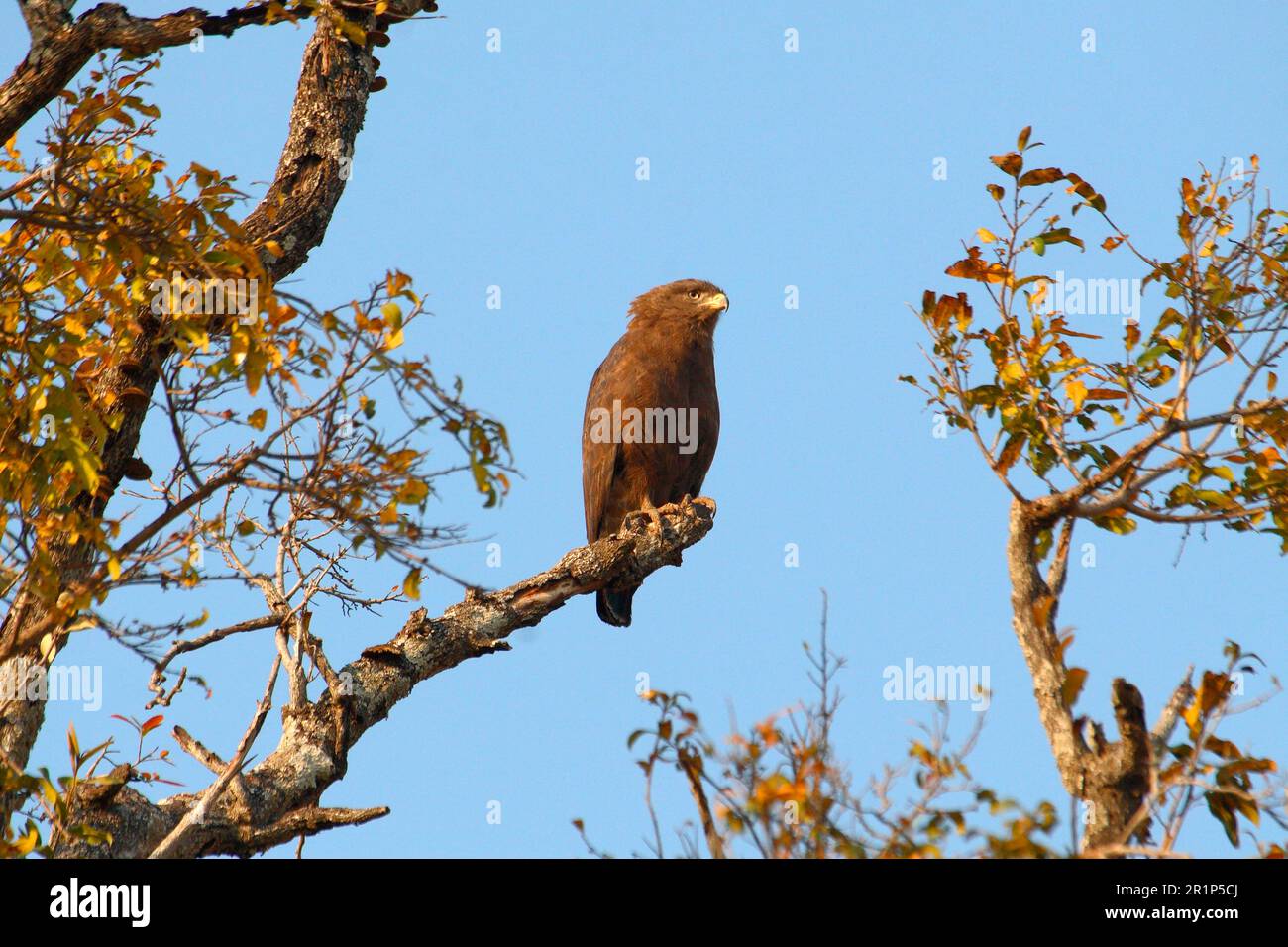 Western Banded Snake-eagle (Circaetus cinerascens) adult, perched in ...