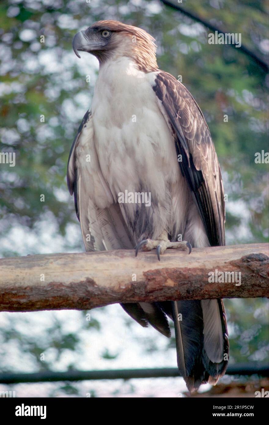Monkey-eating philippine eagle (Pithecophaga jefferyi), adult, sitting ...