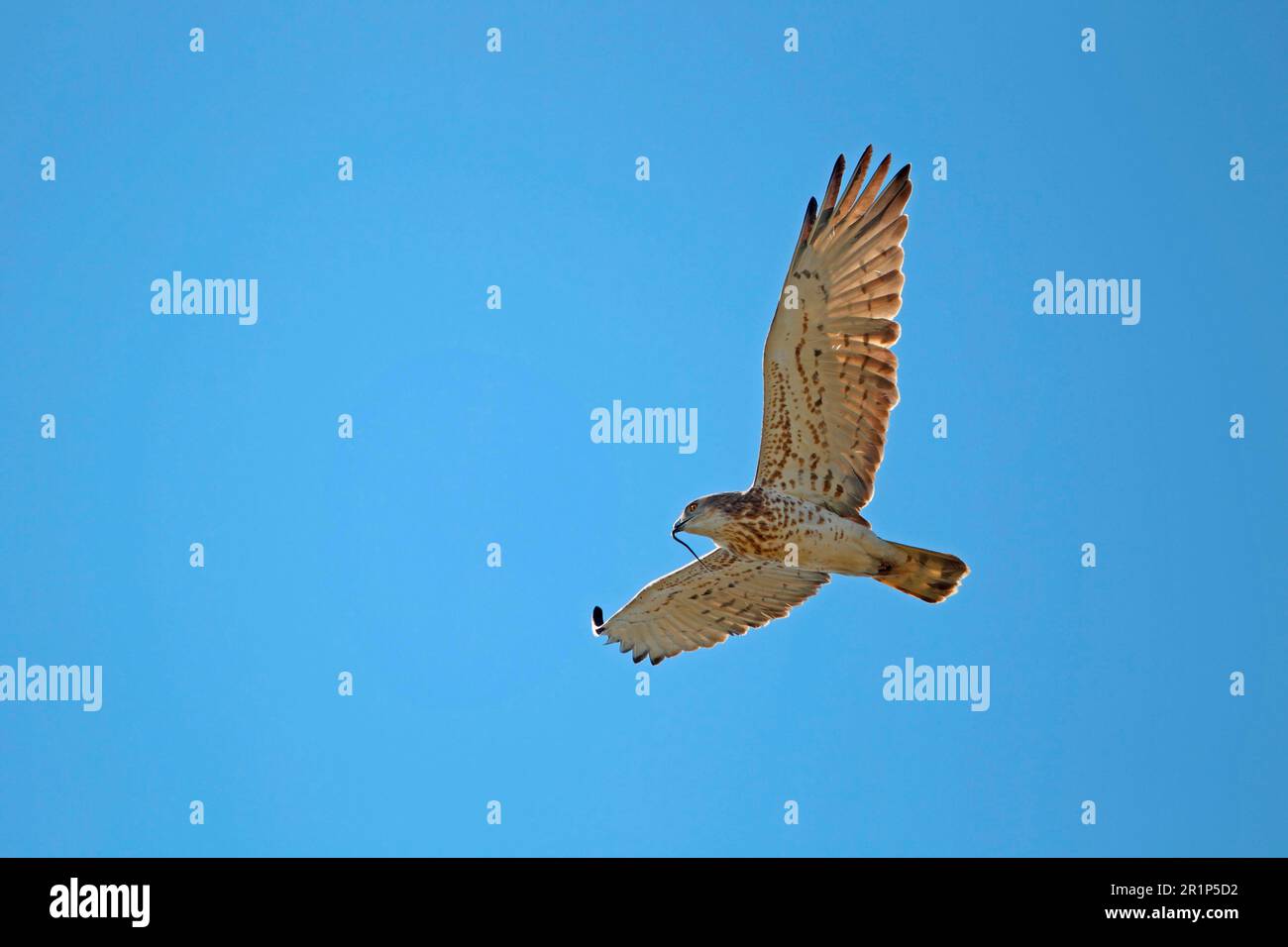 Short-toed Eagle (Circaetus gallicus) juvenile, in flight, with snake ...