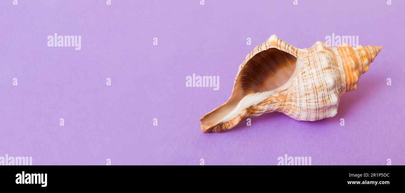 Beach seashells on colored background. Mock up with copy space Stock ...
