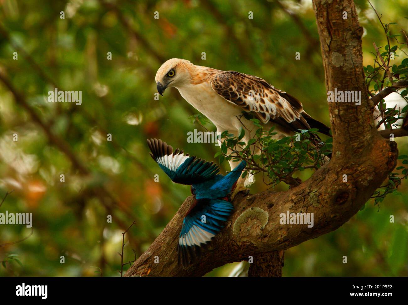Variable Bonelli's Eagle (Spizaetus cirrhatus ceylanensis) endemic ...
