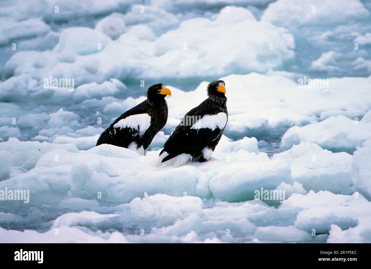 Giant Sea Eagle, Eagle, Birds of Prey, Animals, Birds, Steller's Sea ...