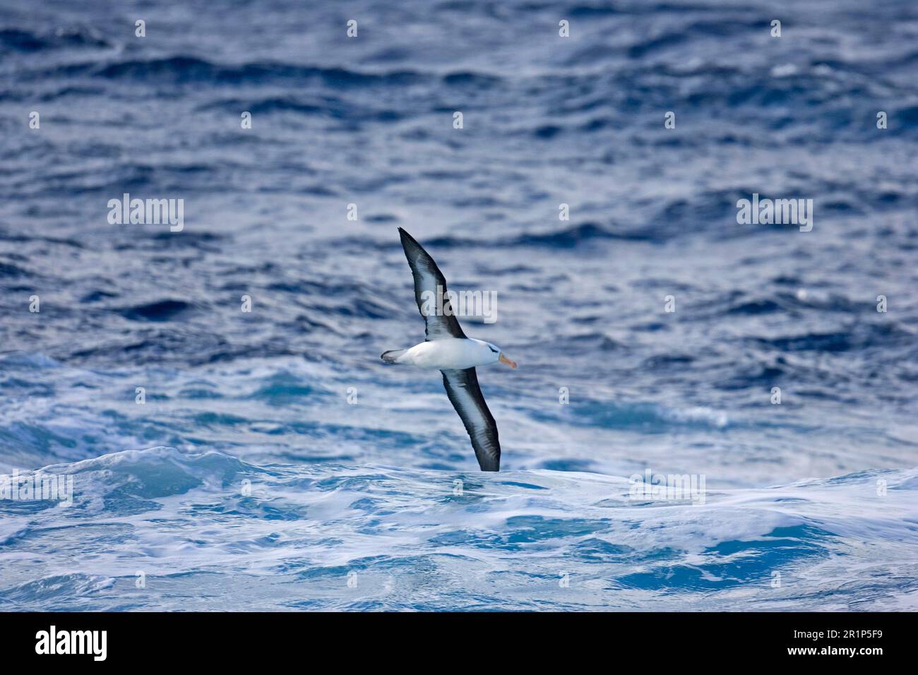Antarctica antarctic albatross hi-res stock photography and images - Alamy