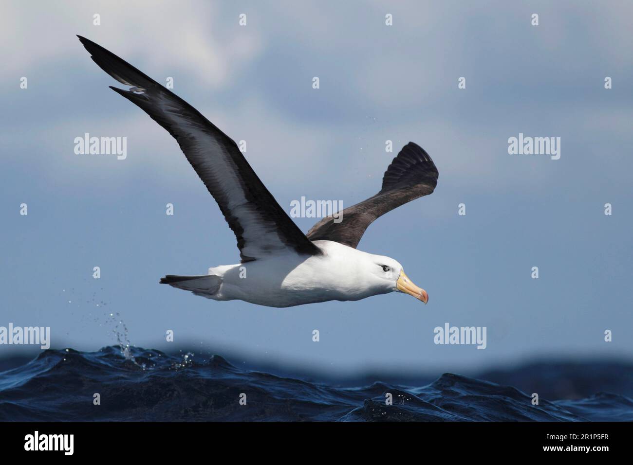Adult black-browed albatross (Thalassarche melanophrys), in flight over ...