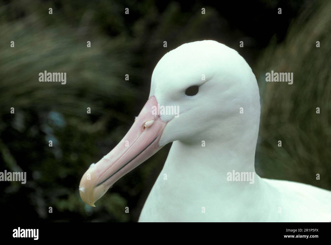 Royal Albatross, Royal Albatrosses, Albatross, Tube noses, Animals ...
