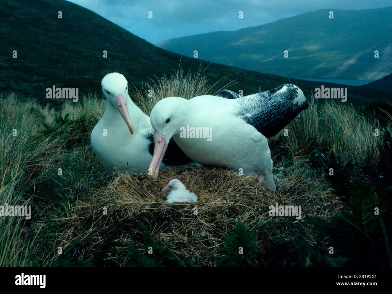 Royal Albatross, Royal Albatrosses, Albatross, Tube-nosed, Animals ...