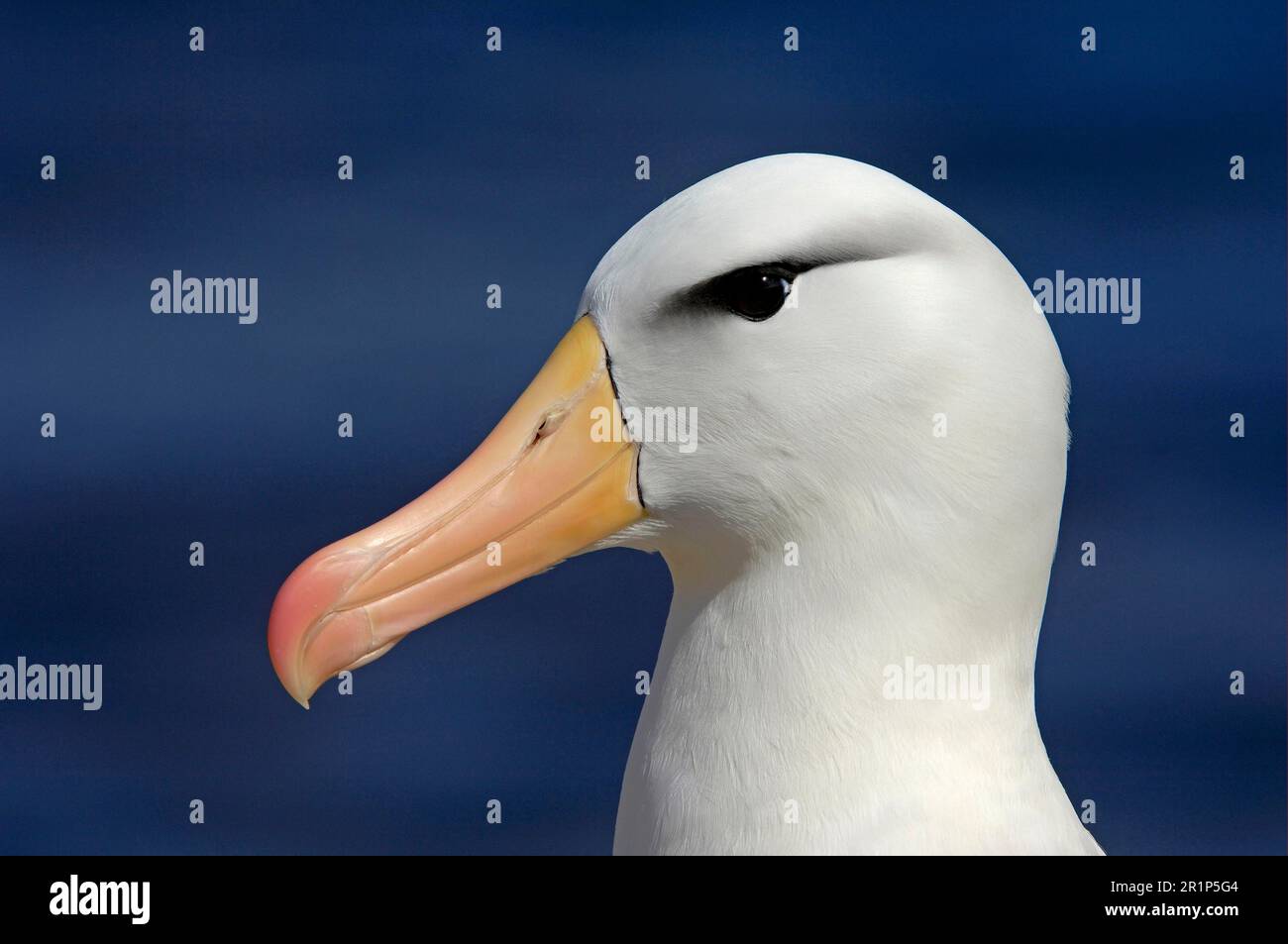Adult black-browed albatross (Diomedea melanophoris), close-up of the ...