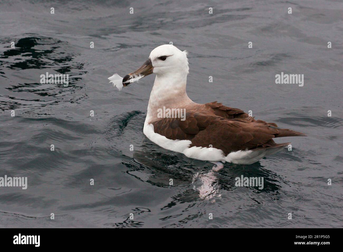 Black-browed Albatross (Thalassarche melanophrys) immature, first ...