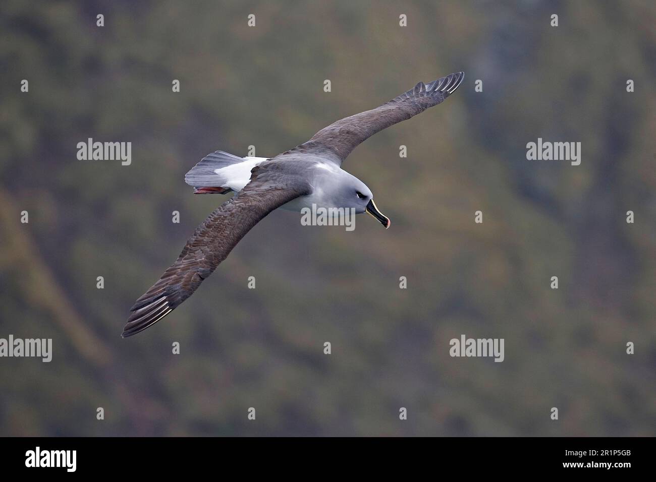 Grey headed albatross diomedea chrysostoma adult hi-res stock ...